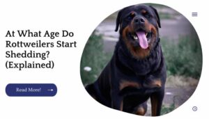 At What Age Do Rottweilers Start Shedding? (Explained) | UnifiedDogs