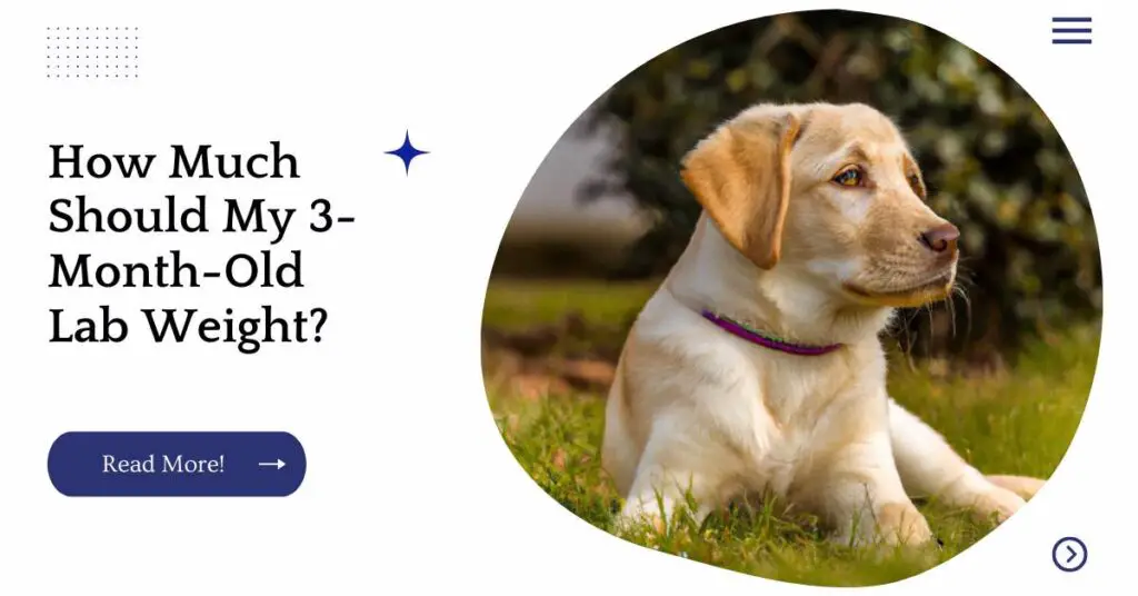 How Much Should My 3-Month-Old Lab Weight? | UnifiedDogs