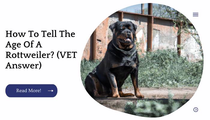 How To Tell The Age Of A Rottweiler? (VET Answer) | UnifiedDogs
