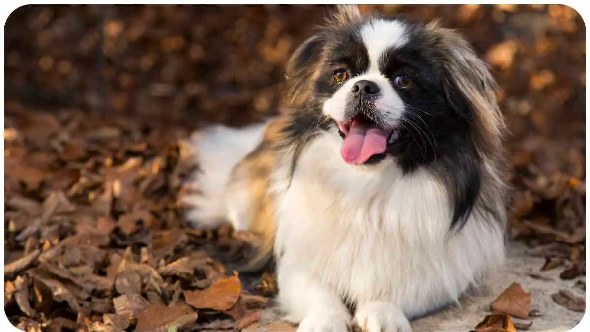 Best Companion Dog Breeds for Shih Tzus: Who's the Perfect Match ...