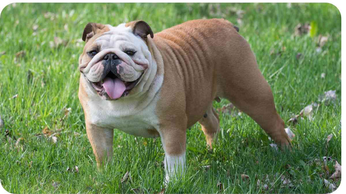 Are English Bulldogs Born Without Tails? | UnifiedDogs