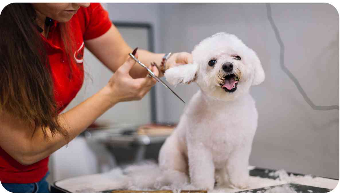 Pampering Your Pink Poodle's Coat: A Comprehensive Guide | UnifiedDogs