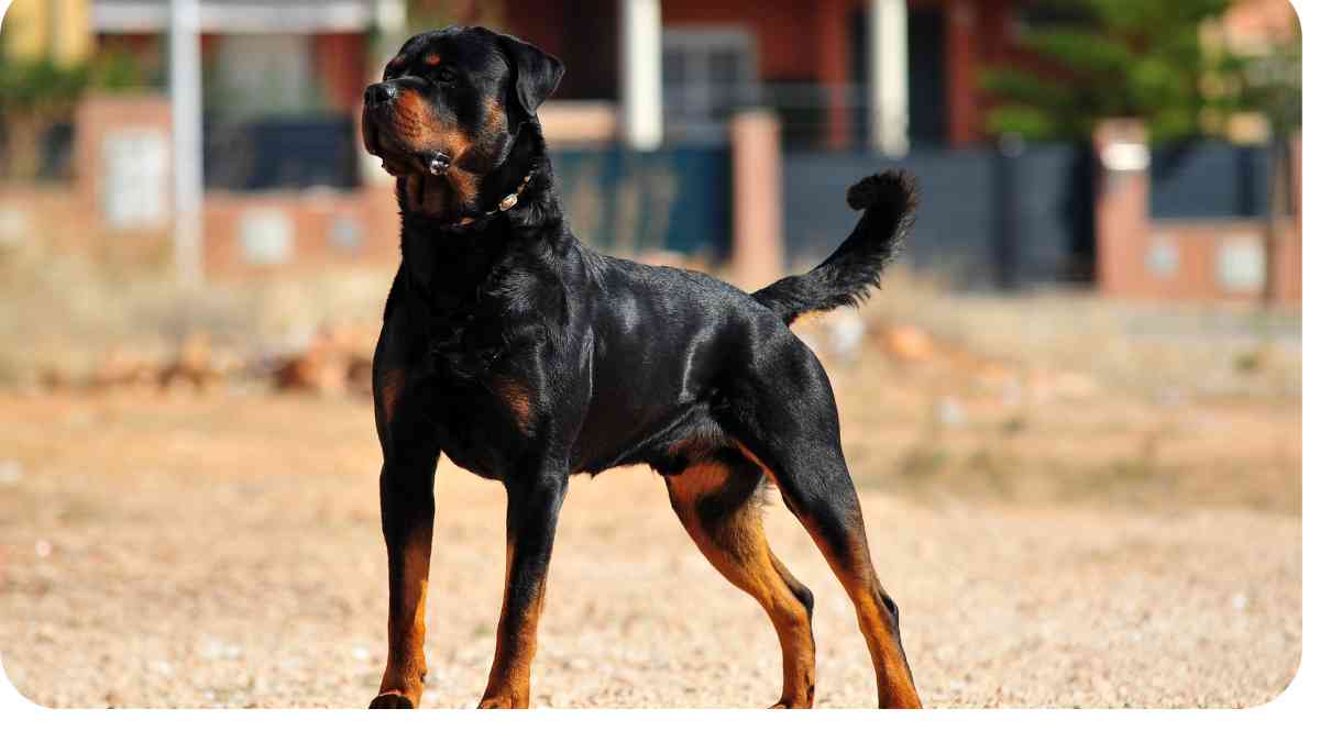 How to Determine the Age of Your Rottweiler | UnifiedDogs