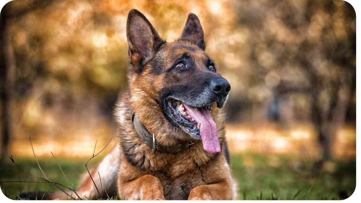 How Long Do German Shepherds Live? A Comprehensive Guide | UnifiedDogs