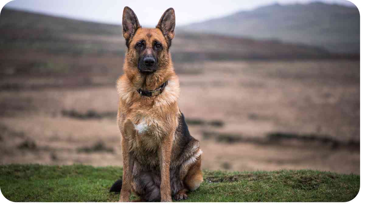 How Fast Does Dog Hair Grow German Shepherd? | UnifiedDogs