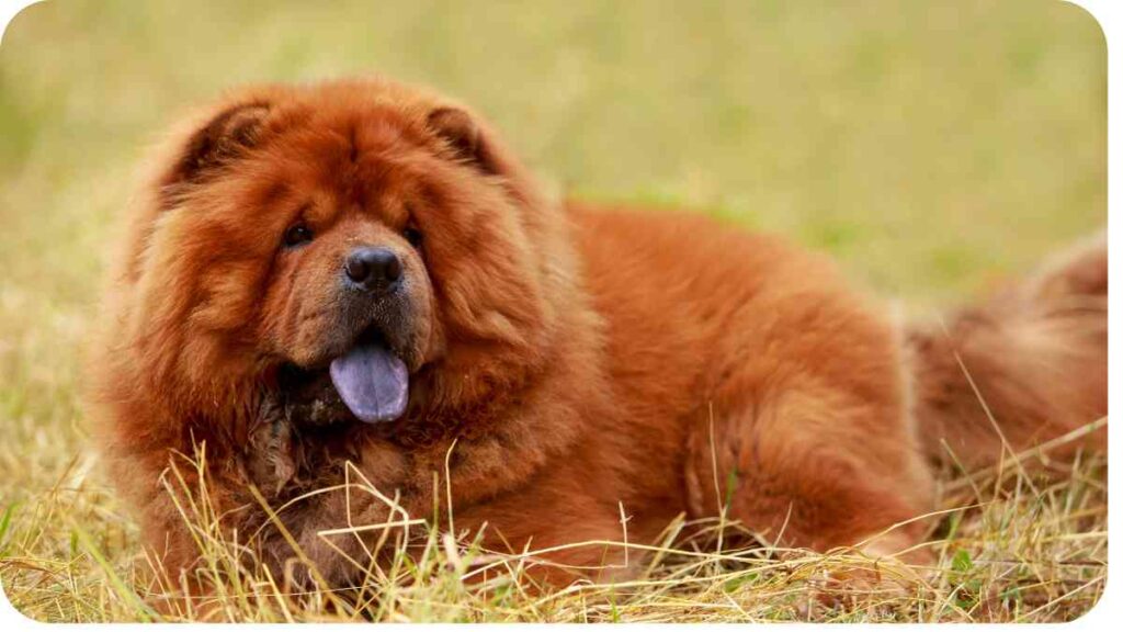 Exploring the Largest and Most Massive Dog Breeds | UnifiedDogs