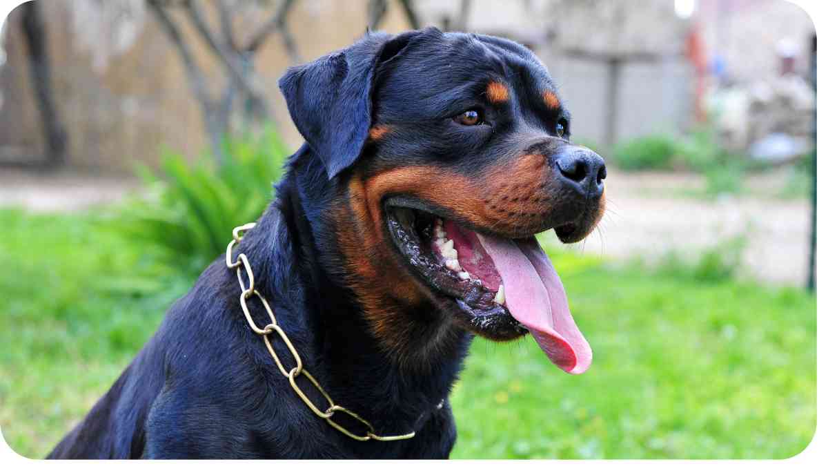 Understanding Rottweiler Temperament and What to Expect from Your ...