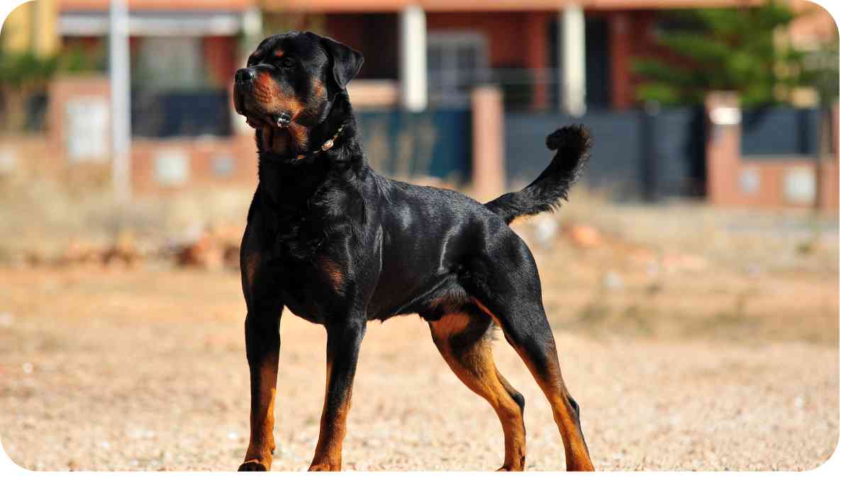 Understanding Rottweiler Temperament and What to Expect from Your ...